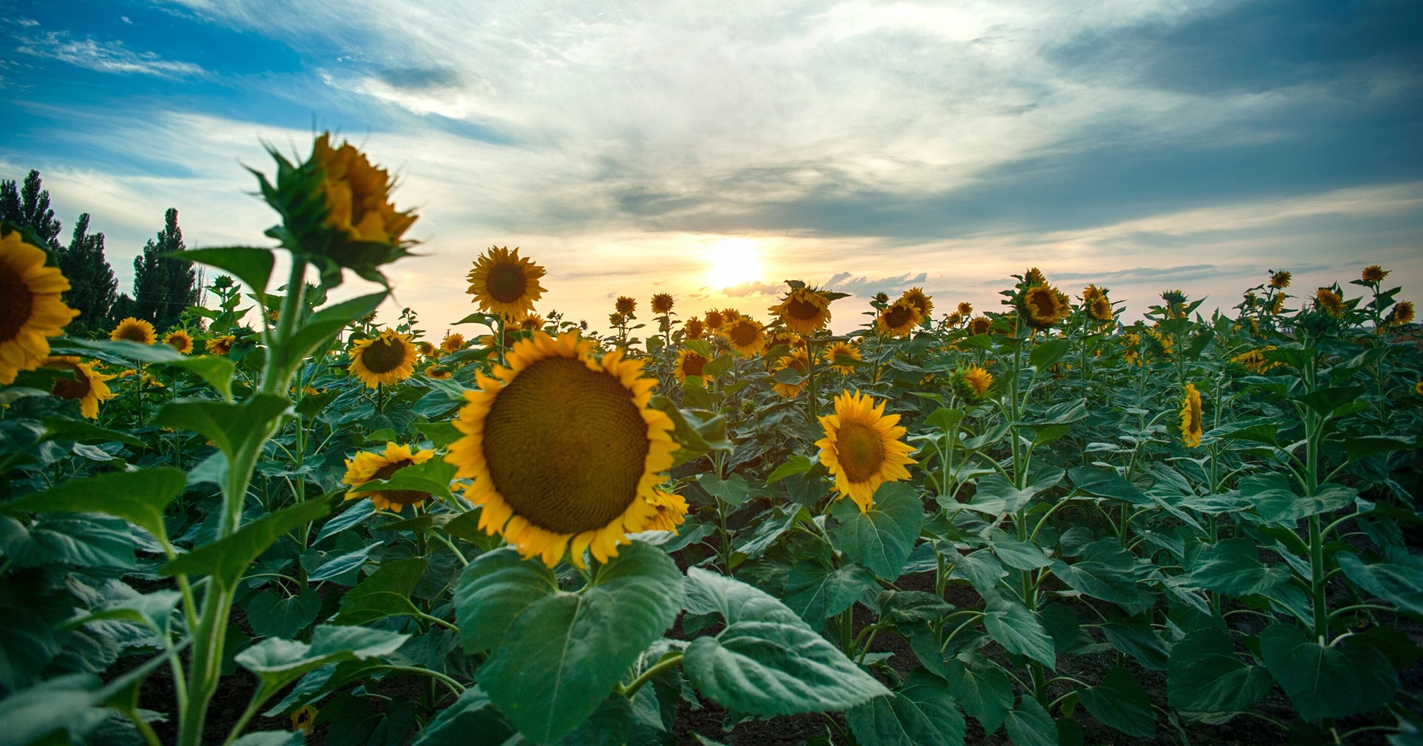 SUNFLOWER FIELD AT Bolesworth Castle - Notes to Self